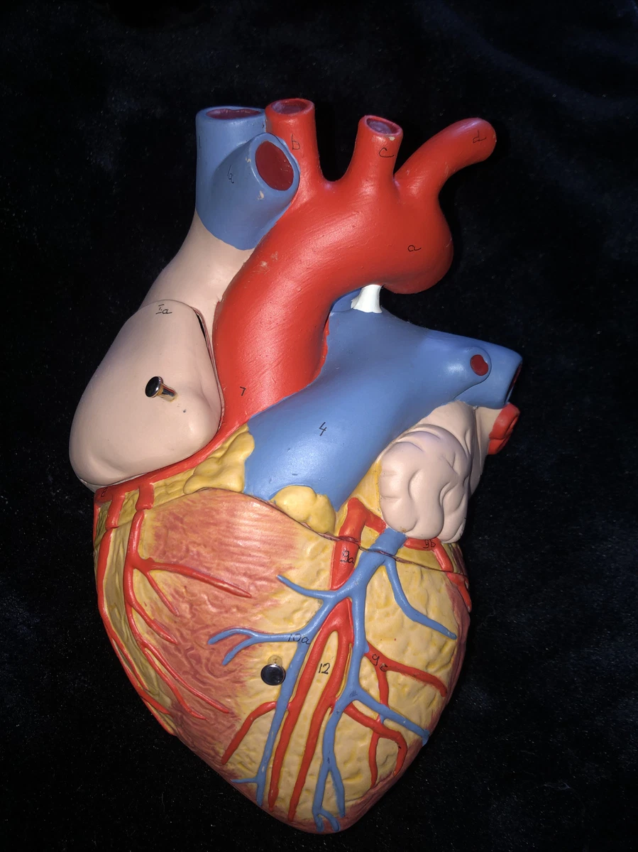 Actual Human Heart Labeled