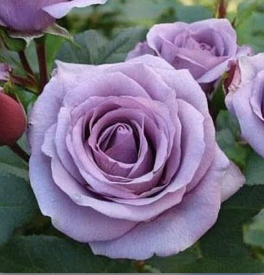 CLIMBING ROSE INDIGOLETTA BARE ROOT GARDEN ROSE,PERNNIAL PLANTS | eBay UK