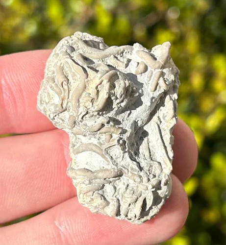 Texas Fossil Worm Tubes in Matrix Serpula sp. Cretaceous Age Goodland ...
