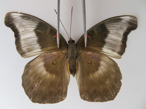 N17162. Insects butterflies: Nymphalidae, Euthalia evelina. Vietnam, Dong Nai | eBay