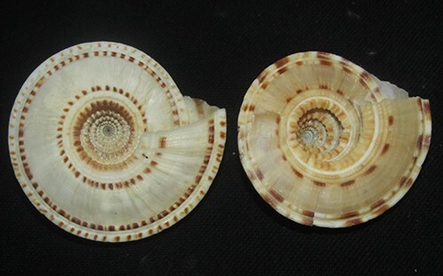52 , 60 mm 2 Asst. Architectonica Maxima + Perspectira Seashell Racha ...