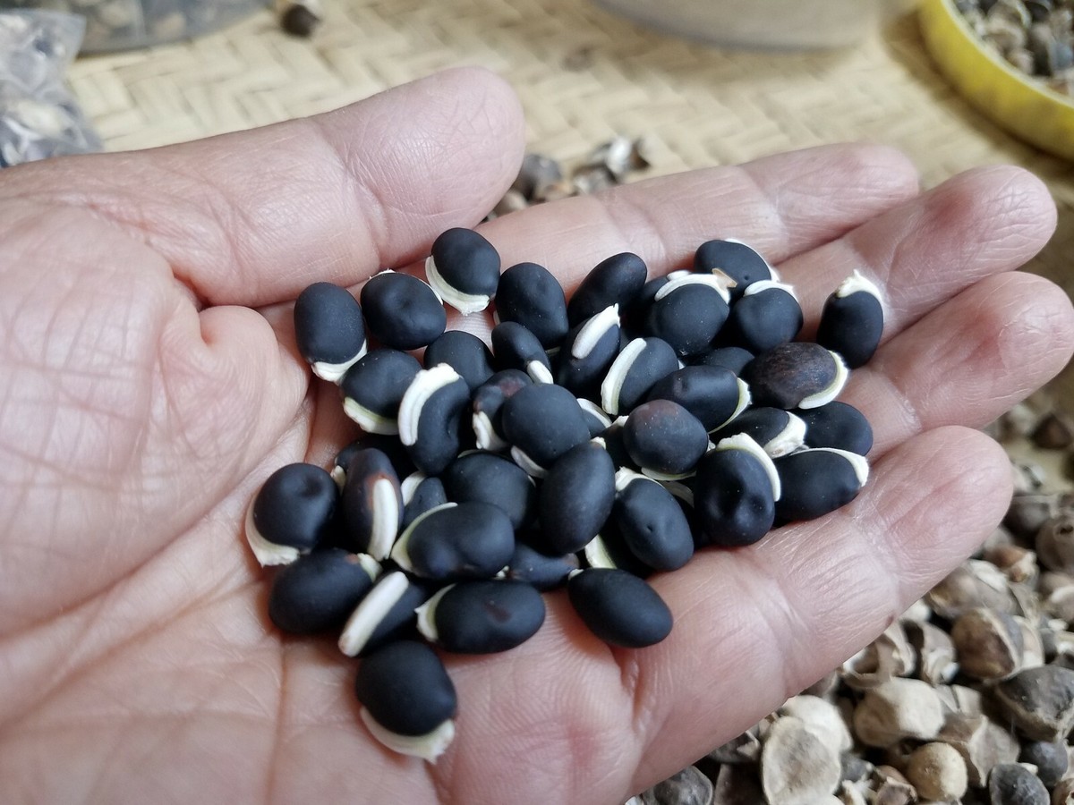 Hyacinth Bean Seeds Harvesting