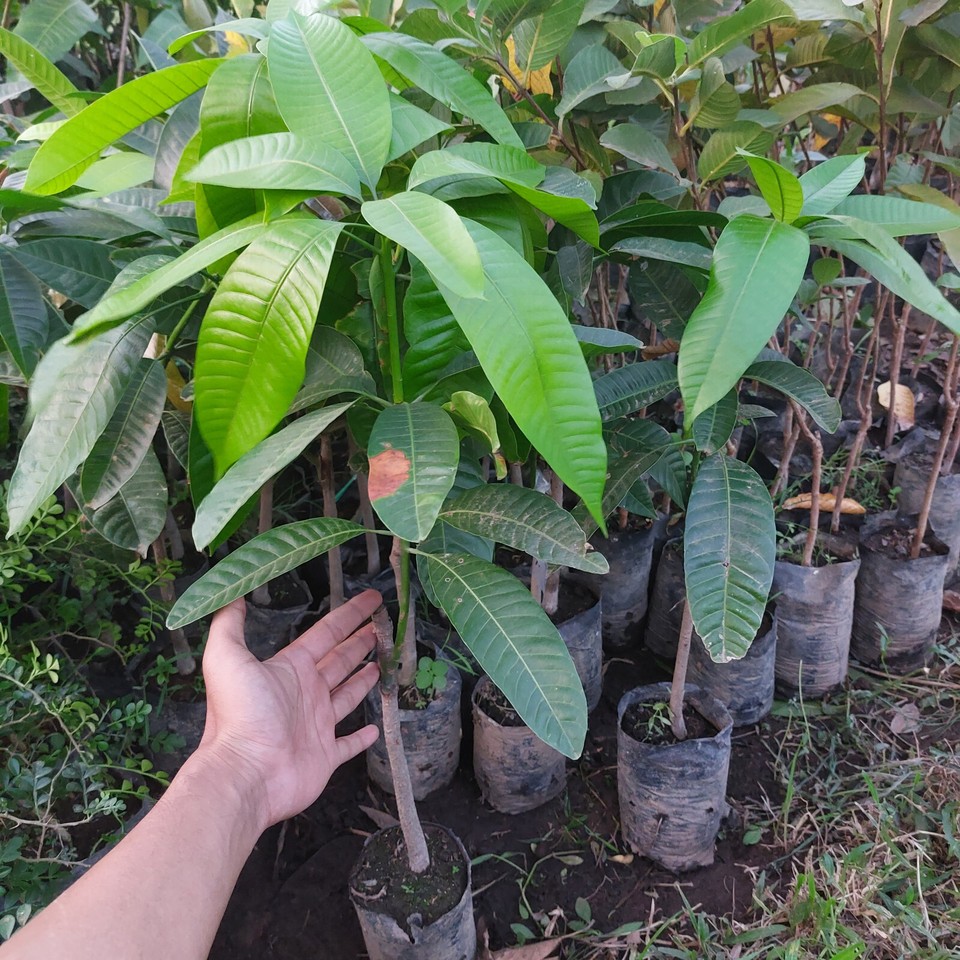 Grafted Mangifera Miyazaki Mango Fruit Tree Free Phytosanitary | eBay