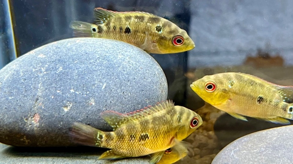 Three Spot Cichlid 4", Trimaculatus | eBay