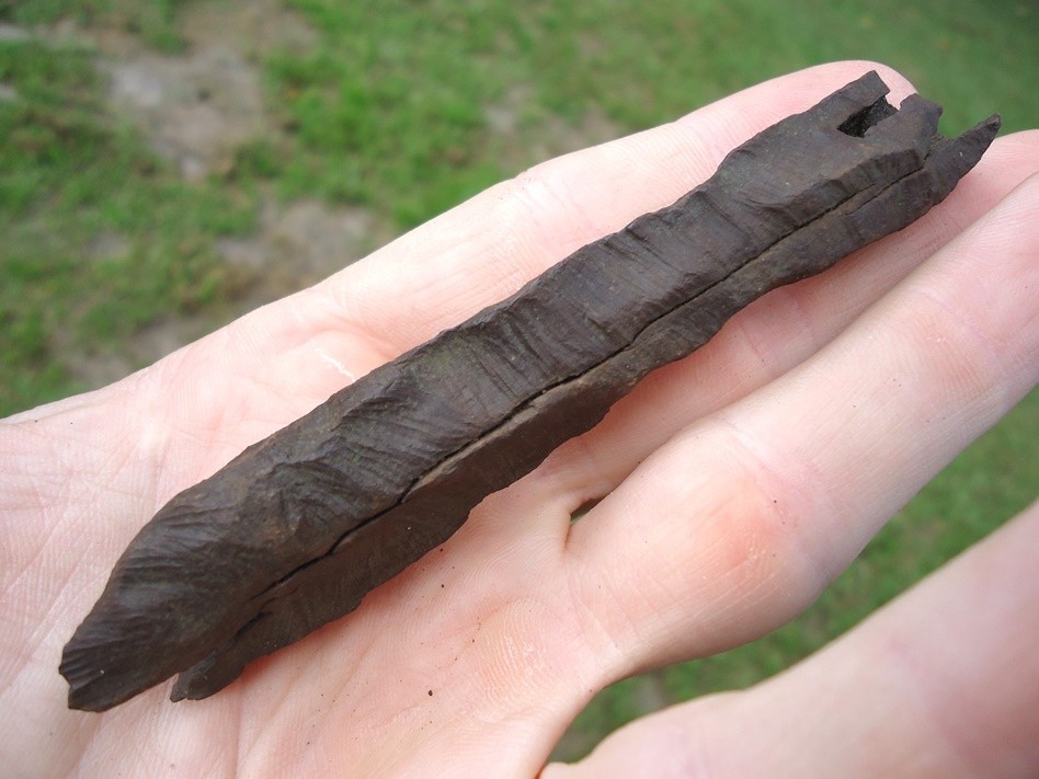 UNIQUE RODENT GNAWED MAMMAL BONE CHEWED FLORIDA FOSSILS ICE AGE EXTINCT ...