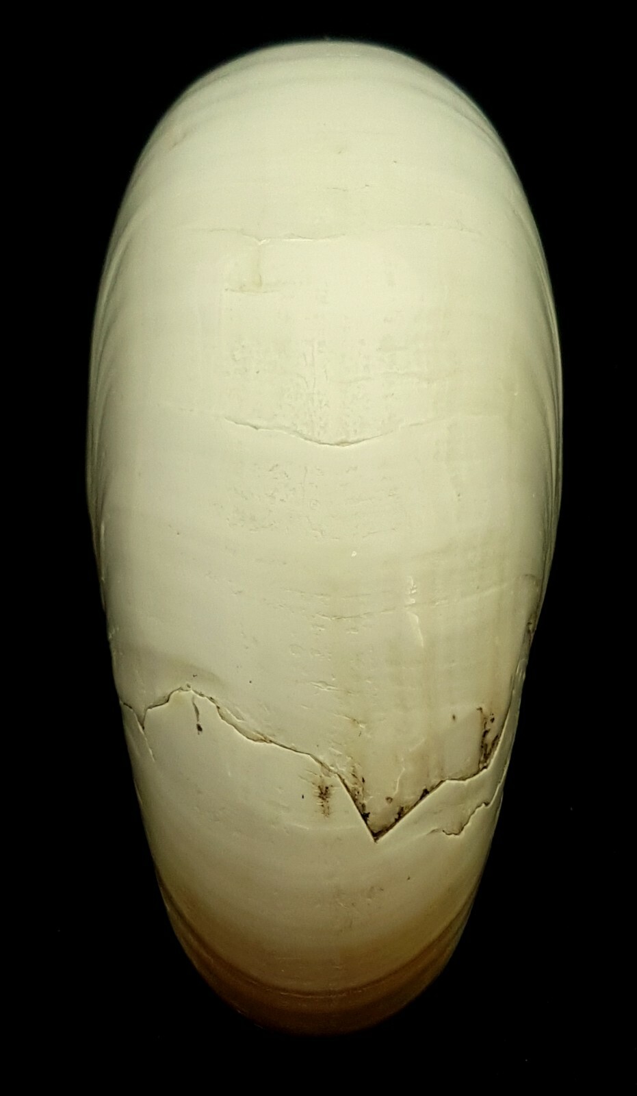 FS Nautilus (Allonautilus) perforatus 181.5 mm *SuperSize* | eBay