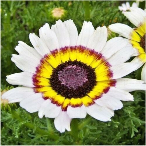 200+Chrysanthemum Tri-Color PAINTED DAISY Seeds Garden/Patio Containers ...