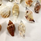 Assorted Lot of Natural Seashell Shells Set of 22 Crafting Nautical ...