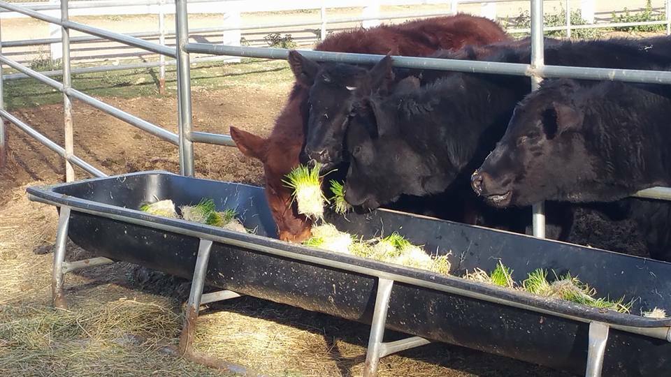 16 tray complete Fodder Feeding System | eBay