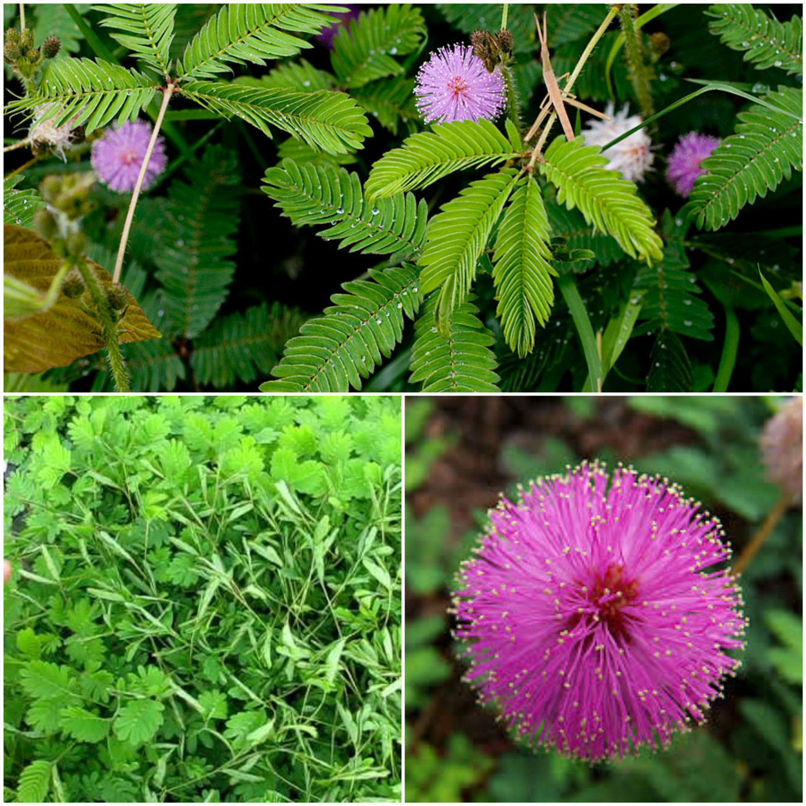 60 semi di Mimosa pudica,mimosa sensitiva,sensitive plant, semi , seeds ...
