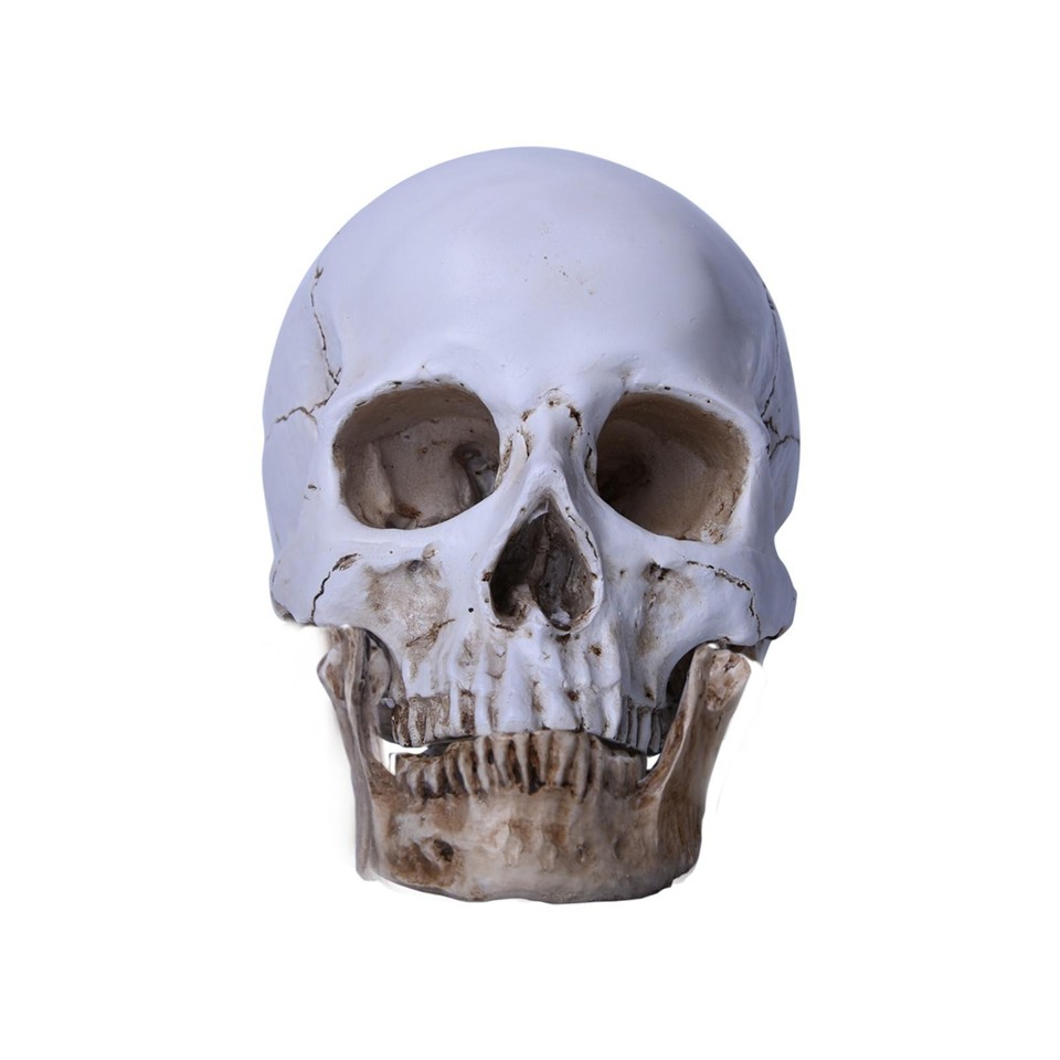 1:1 Life Human Anatomy Skull Collectable Bar Teaching Desktop Decor ...