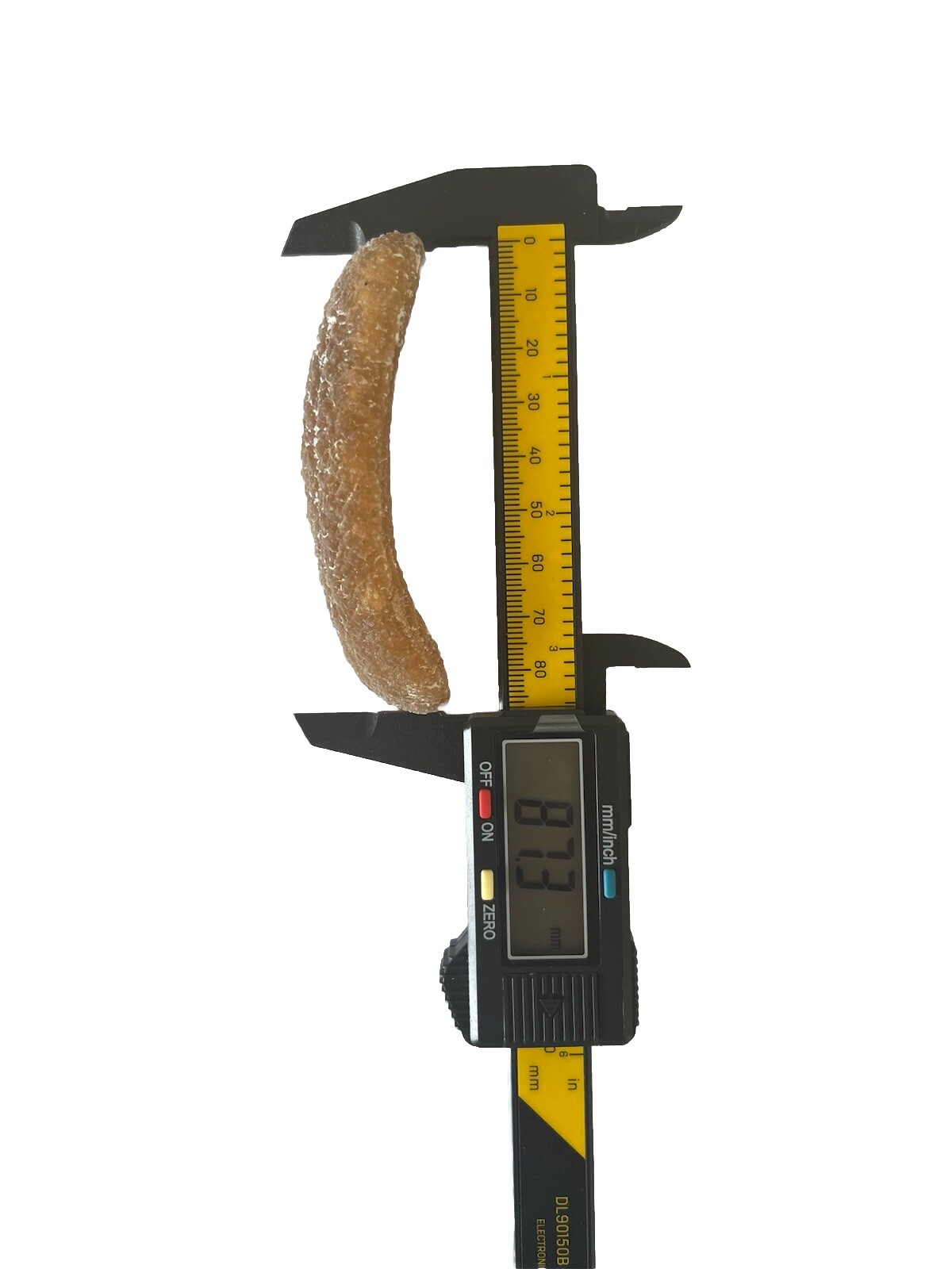 Australian Golden Sandfish Dried Sea Cucumber 精選澳洲野生金沙參 Size XL 15 ...