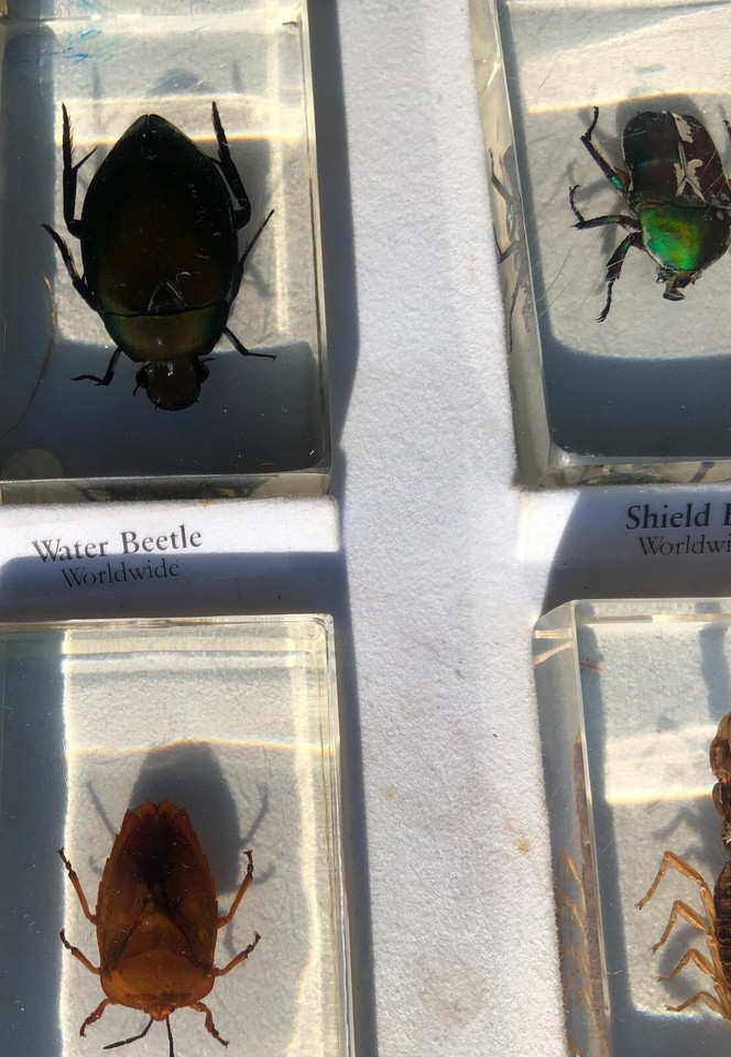 22 x National Geographic Real Life Bugs Insects in Resin Collection - 2 ...