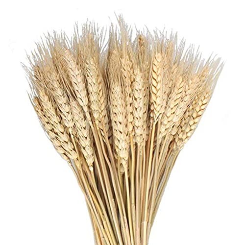 Dried Wheat Sheaves Bundle Golden Natural Wheat Bouquet Bunch Dried 100 ...