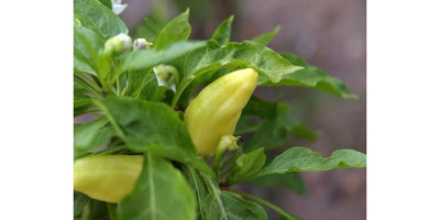 Pepper Hot Yellow Hungarian Garden Fresh Pack Produce Upright Fruits ...