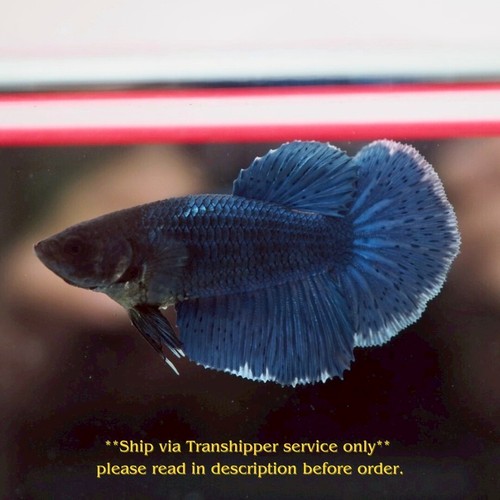 Live Betta Fish Female Blue Halfmoon for Breeding Good Quality from TH ...