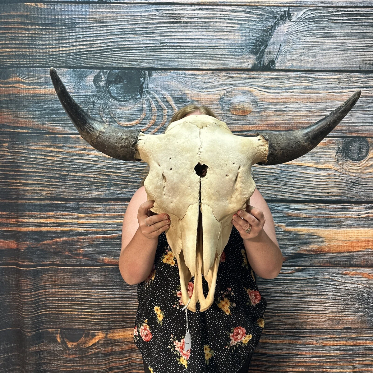 Bison Bison Skull