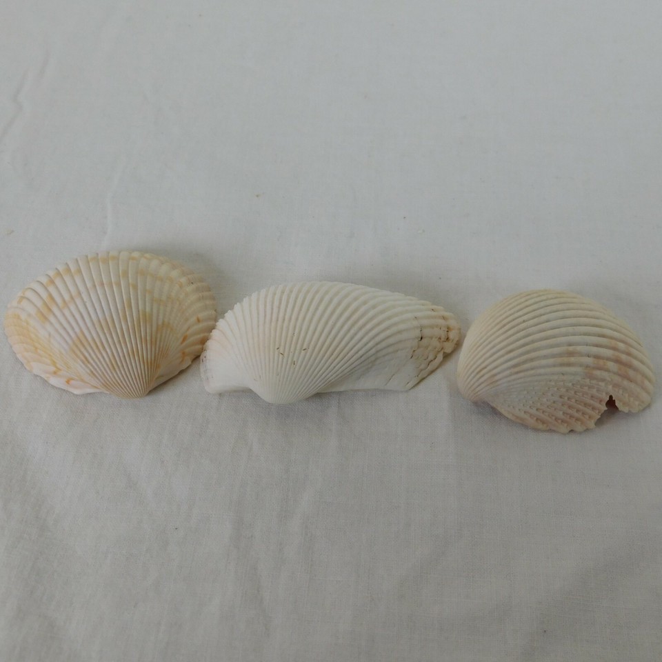 Lot of 10 Cockle Shells Ocean Beach Decor Aquarium Craft Ocean Sea ...