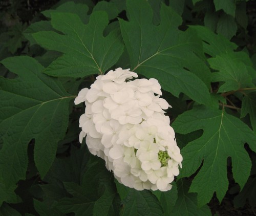 8+ Oak leaf hydrangea cuttings: Cut fresh shipping is free! Order Today ...