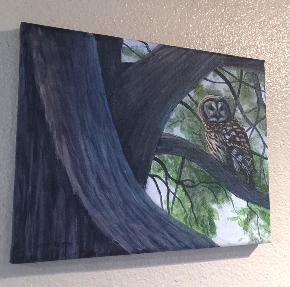 Scott Patton Art: "Barred Owl in the Cedar" Original Acrylic Wildlife ...