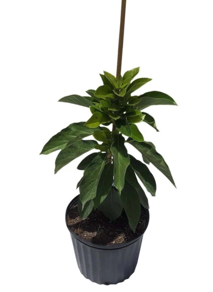 Pancho Avocado Tree Grafted 2-3ft Tall Cold Hardy 15 Degree.Ship CA&PR ...