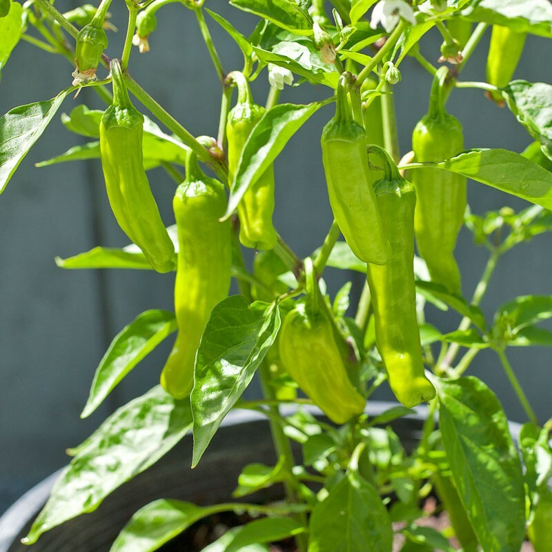 Golden Greek Pepperoncini Pepper Seeds | Heirloom / Non-GMO | Free ...