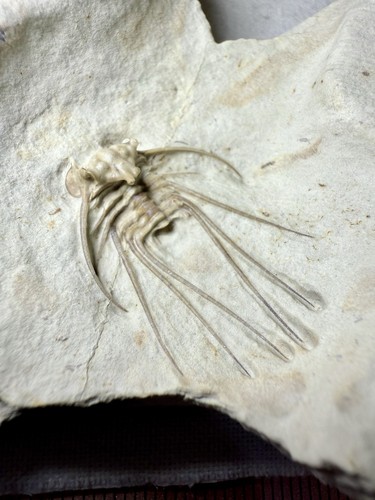 Dicranurus Elegans Trilobite Fossil ~ Haragan Formation ~ Oklahoma ...