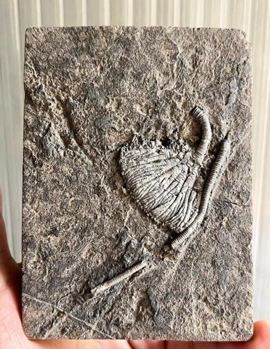 Natural Devonian prehistoric Jurassic biota crinoids Fossils | eBay