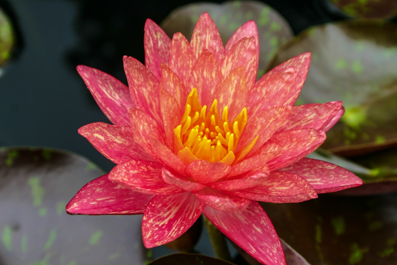 Live Nymphaea Wanvisa Winter Hardy Waterlily Aquatic Pond Plant | eBay