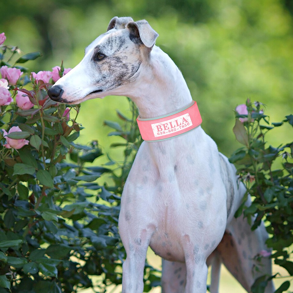 Personalized Dog Collar with Name Wide Leather Padded Rottweiler ...