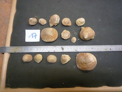 040.01 C - VELATES SCHMIEDELI - LOT N°17 X 14 - FOSSILE DU BASSIN ...