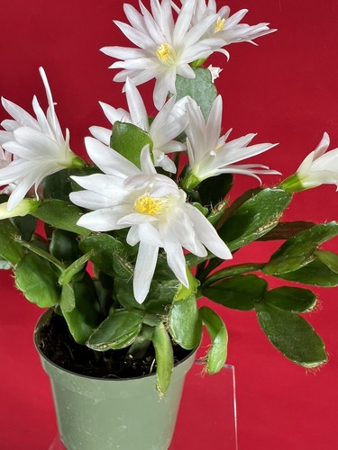Easter Cactus White Plant Potted Rhipsalidopsis Hatiora Spring Cactus ...