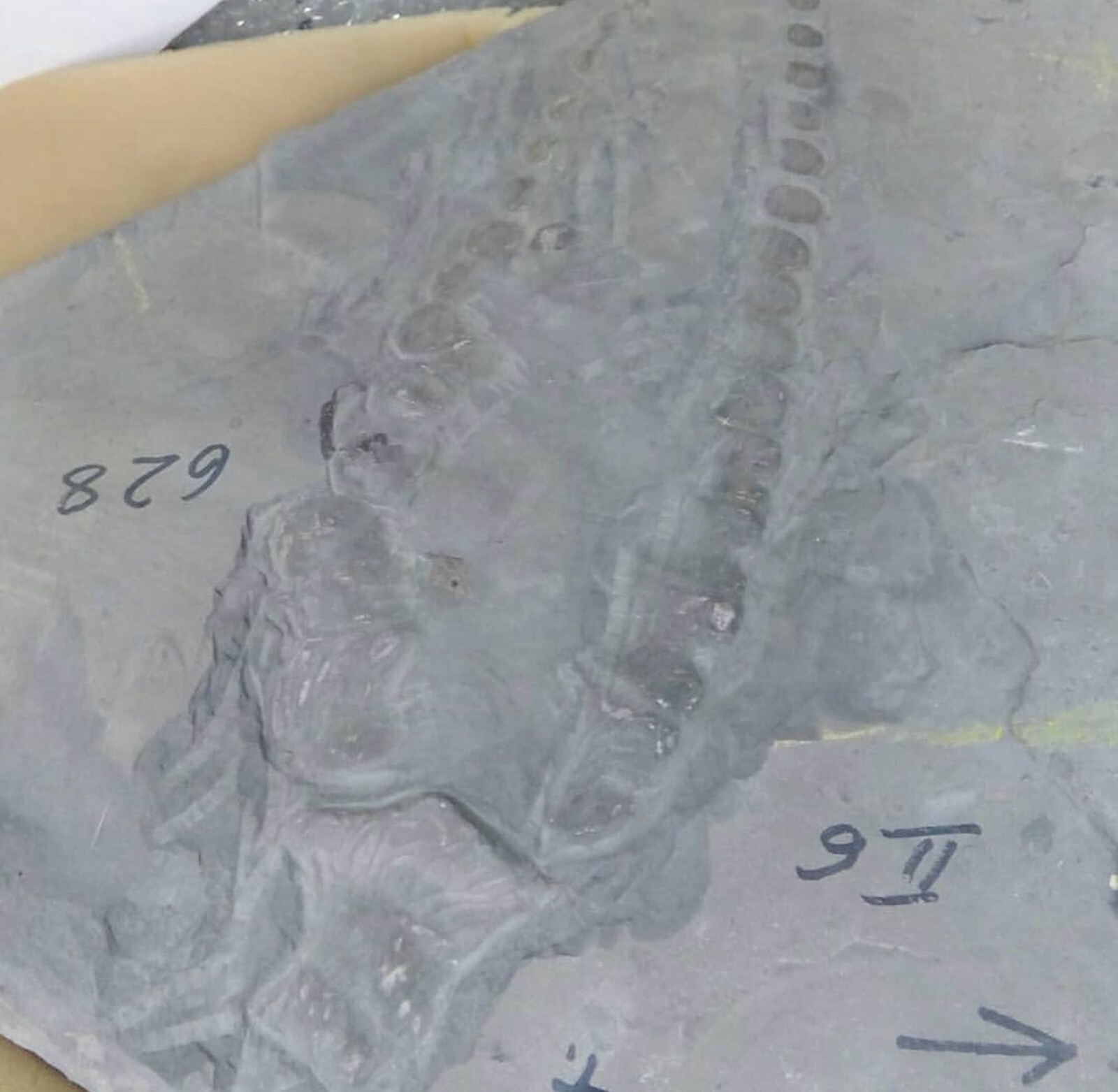 LARGE! ICHTHYOSAUR DINOSAUR FOSSIL ICHTHYOSAURUS MARINE REPTILE WALL ...