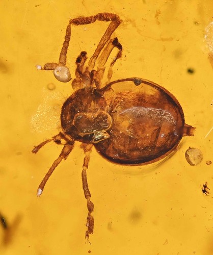 Rare Ricinulei (Hooded Tick-Spiders), Fossil Inclusion in Burmese Amber ...