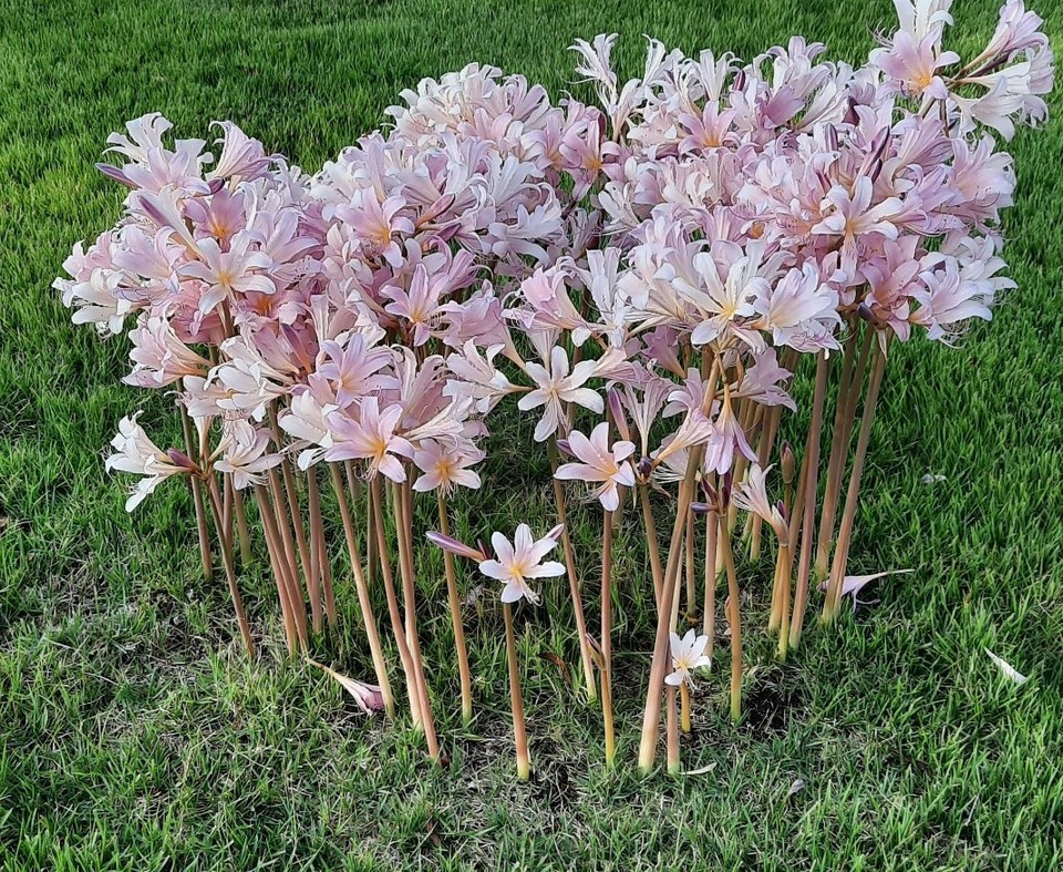 Surprise Lily Bulbs (5) Freshly Dug Vintage Bulbs From GRANNYS GARDEN ...