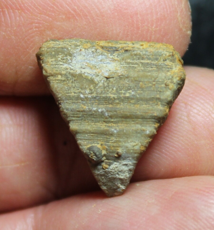 Devonian fossil coral, Calceola sandalina with Spirorbis, rare worms | eBay