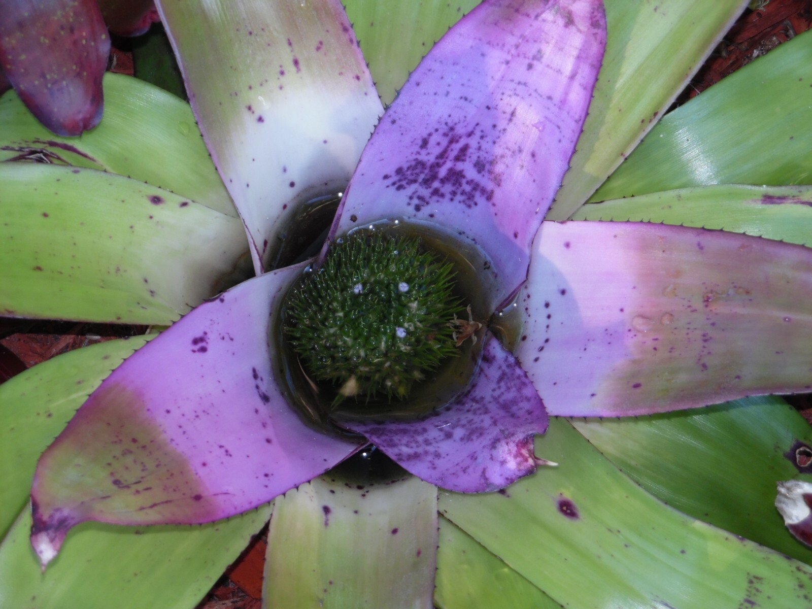 Neoregelia CONCENTRICA Bromeliad one tropical plant *BIG* | eBay