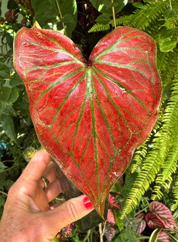 Caladium Tropical Indoor Outdoor Plant #2 Vibrant Colours | Colly Dolly ...