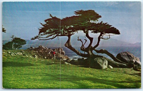 Postcard - Cypress and Sea | eBay