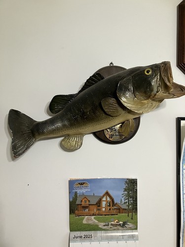Trophy Size 10 Lb Bass Real Skin Mount Taxidermy | eBay