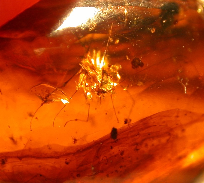 Beautiful Cherry RED Burmese Amber Fossil with Insects from Dinosaur ...