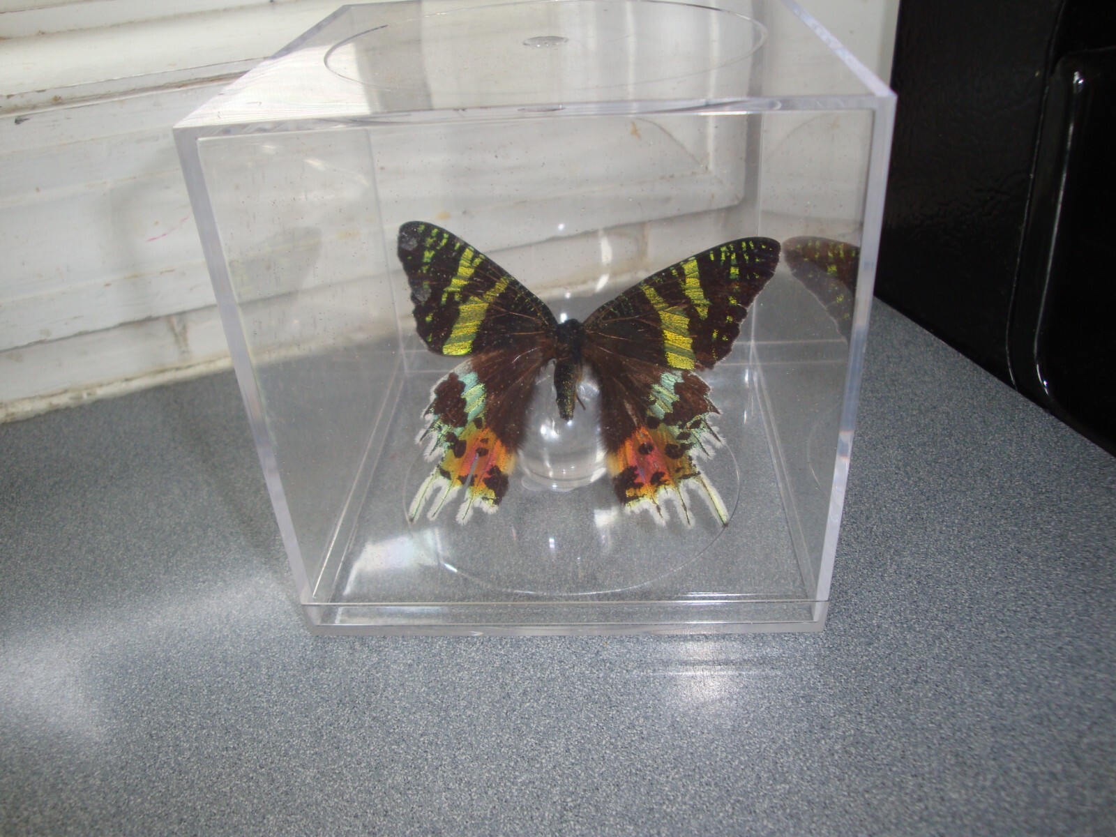 GORGEOUS MONARCH BUTTERFLY IN ACRYLIC SQUARE | Grelly USA