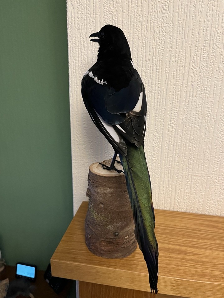 Taxidermy Magpie ,This Is Not A Protected Species | eBay UK