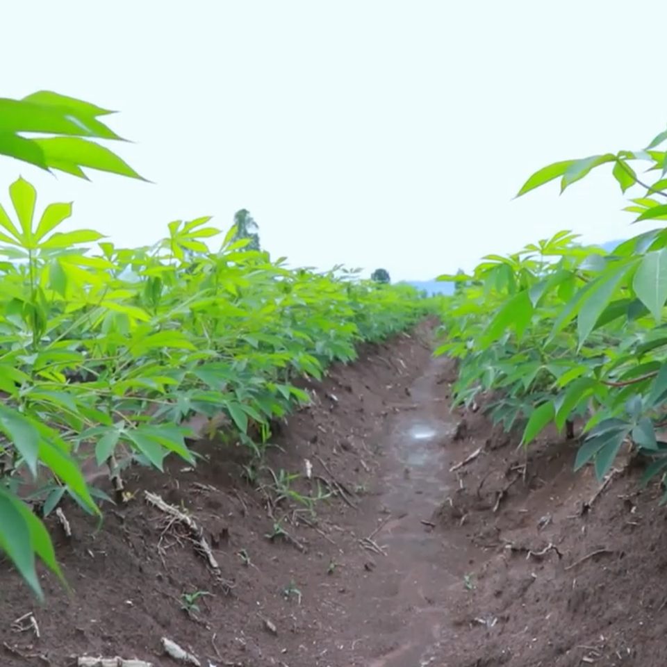 Cassava plant Cuttings Fresh Yuka Stem root Manioc 100% GERMINATE 15cm ...