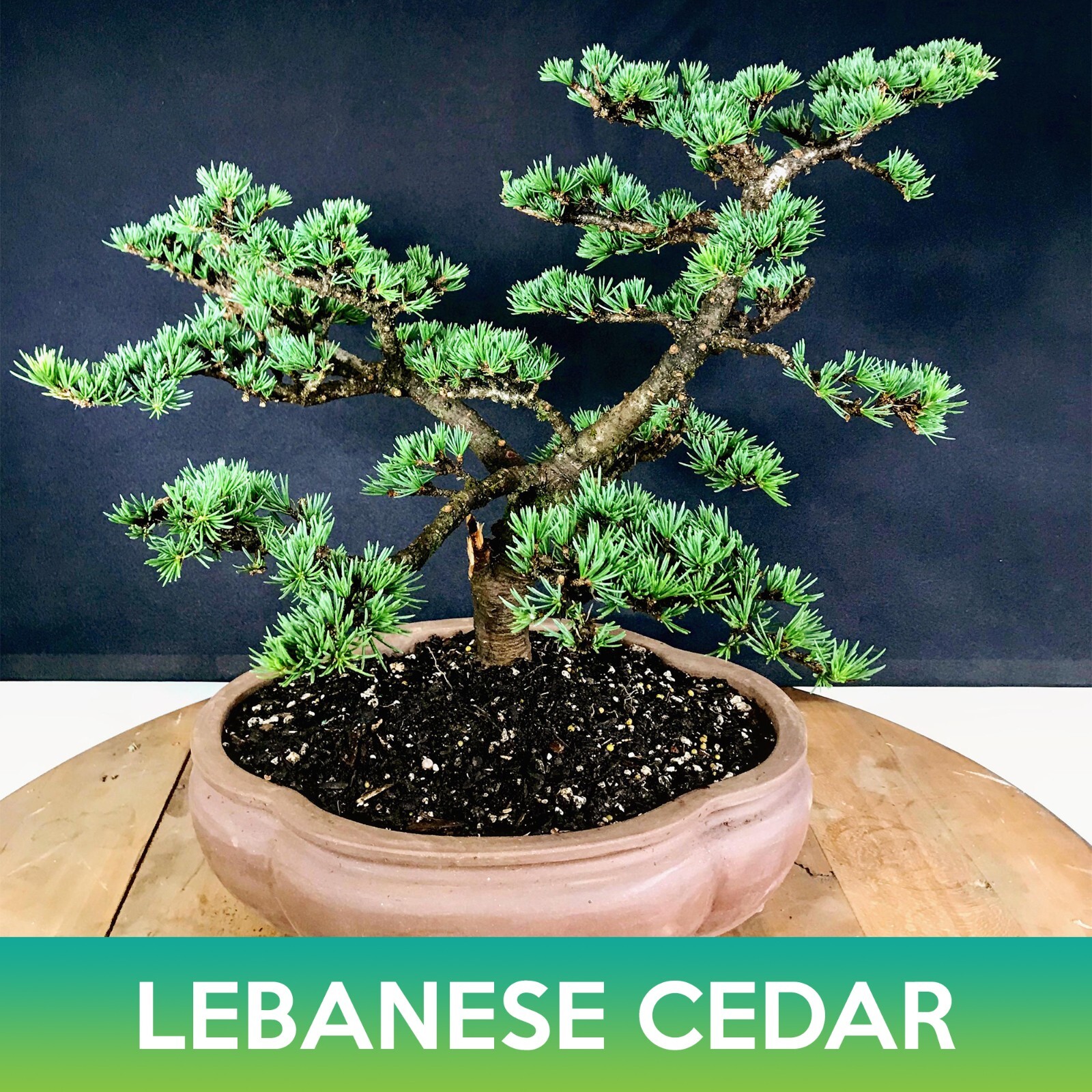 Lebanese Cedar Tree Seeds, Cedrus libani | eBay