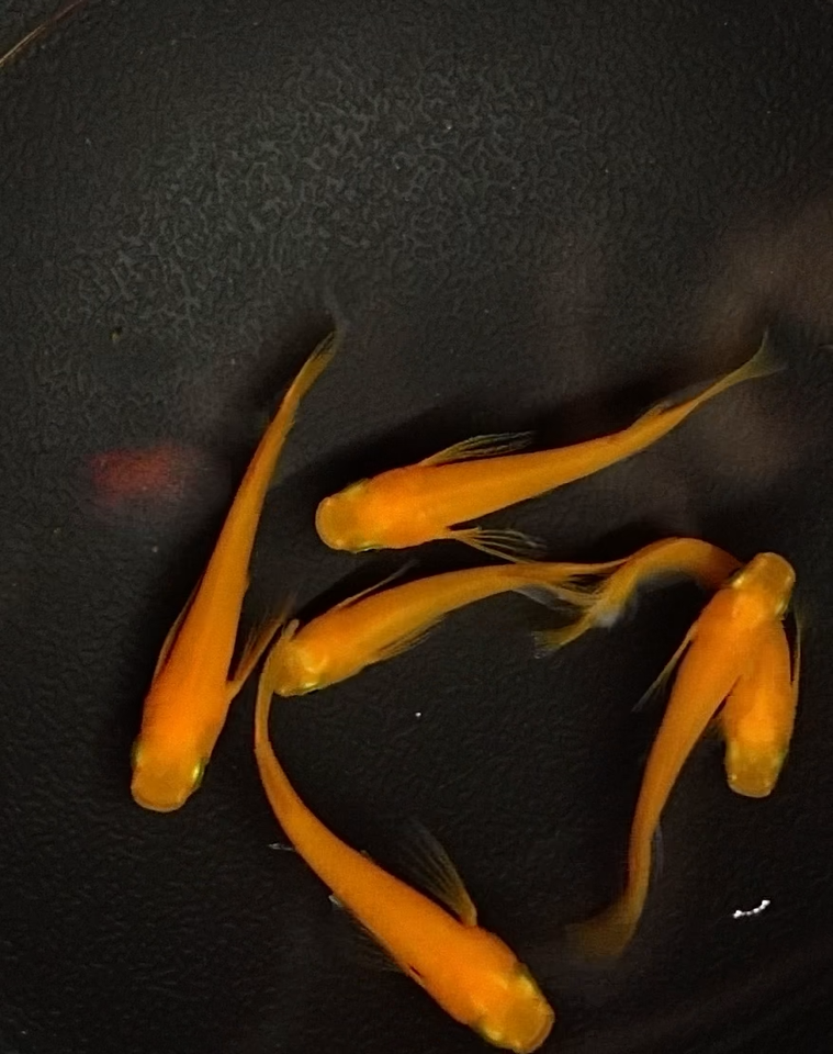 4+1 (FREE) Red Emperor RLF Medaka- Medaka Rice Fish-Japanese rice fish ...