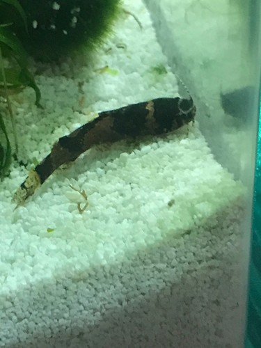 South American Bumblebee Catfish Live Freshwater Aquarium Fish for sale ...