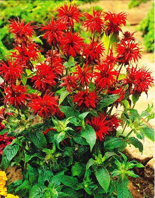 1 MONARDA DIDYMA BARE ROOT PERENNIAL GRADE 1 HARDY GARDEN SUMMER PLANT ...