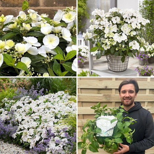 Hydrangea Plant White Runaway Bride Garden Ready Shrub 3.5L Pot | eBay UK