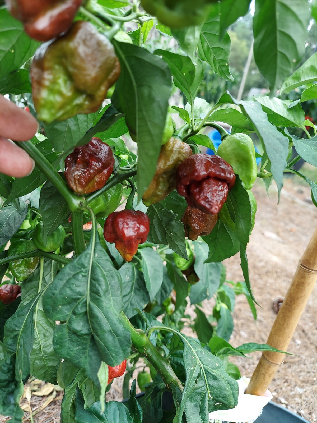 12 Trinidad Moruga Scorpion Hot Peppers (Chocolate) Seeds | eBay